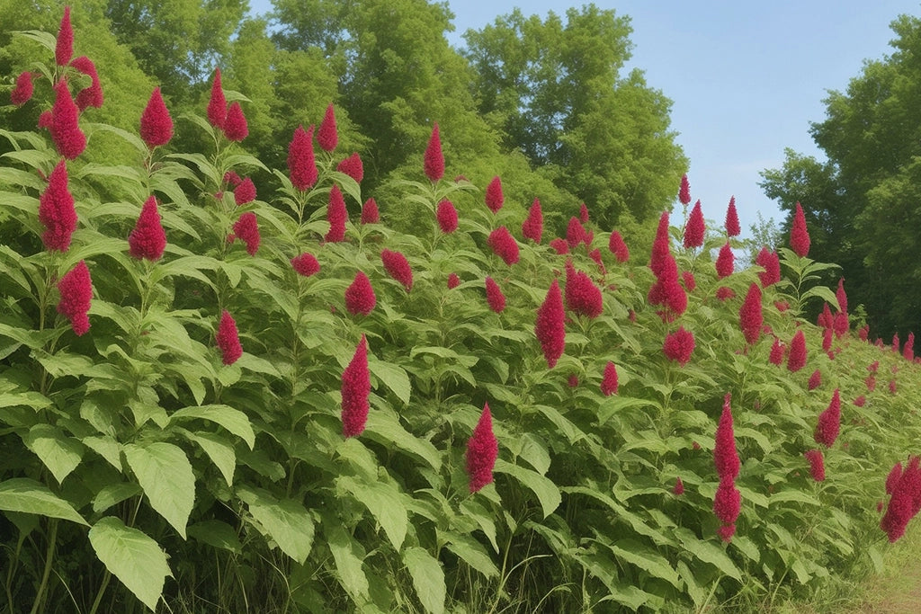 Amaranth Plant: Exploring its Healing Wonders – UniquelyForU